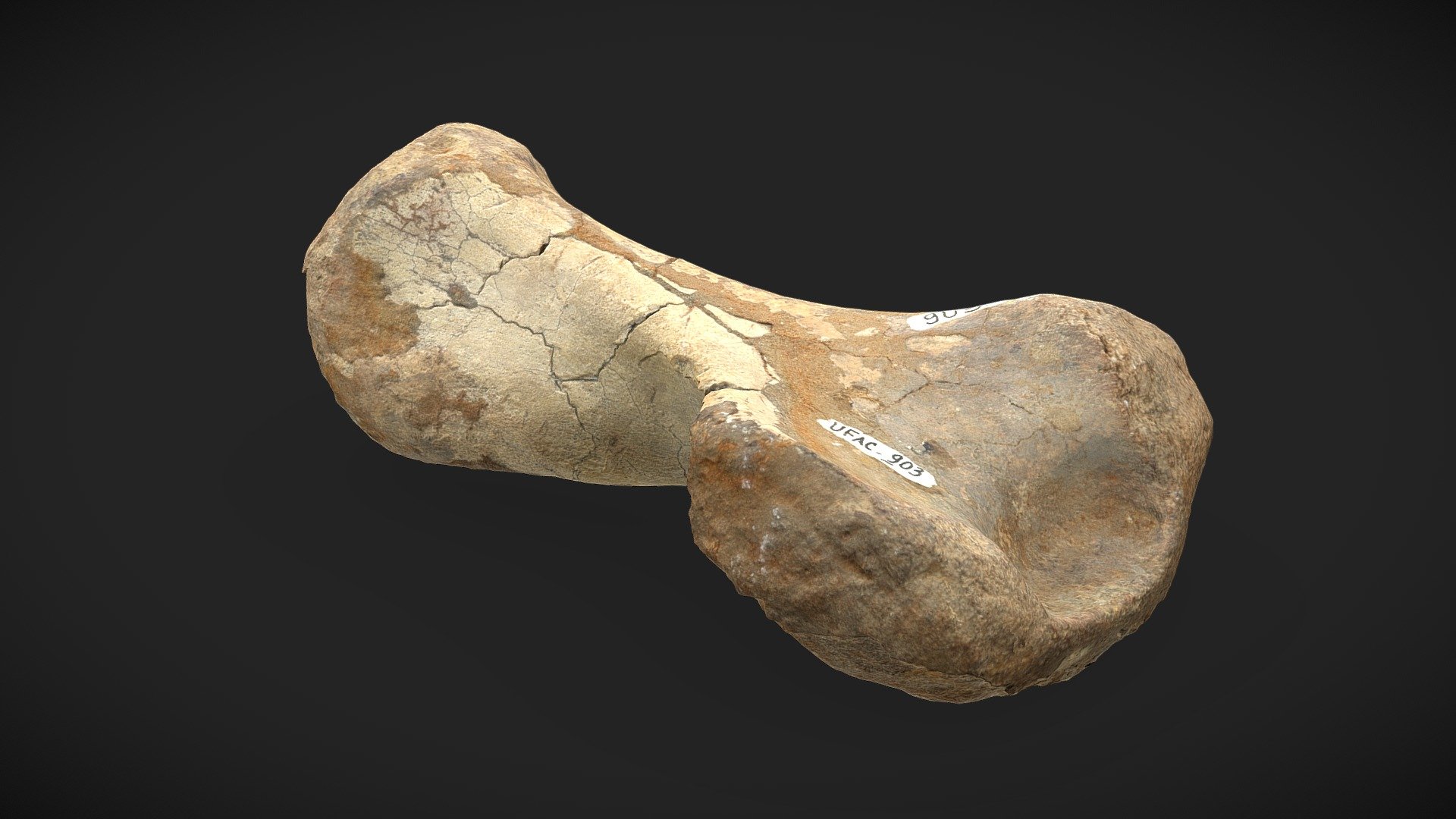 Fêmur de Tartaruga - 3D model by labpaleonto.ufac [1daf342] - Sketchfab