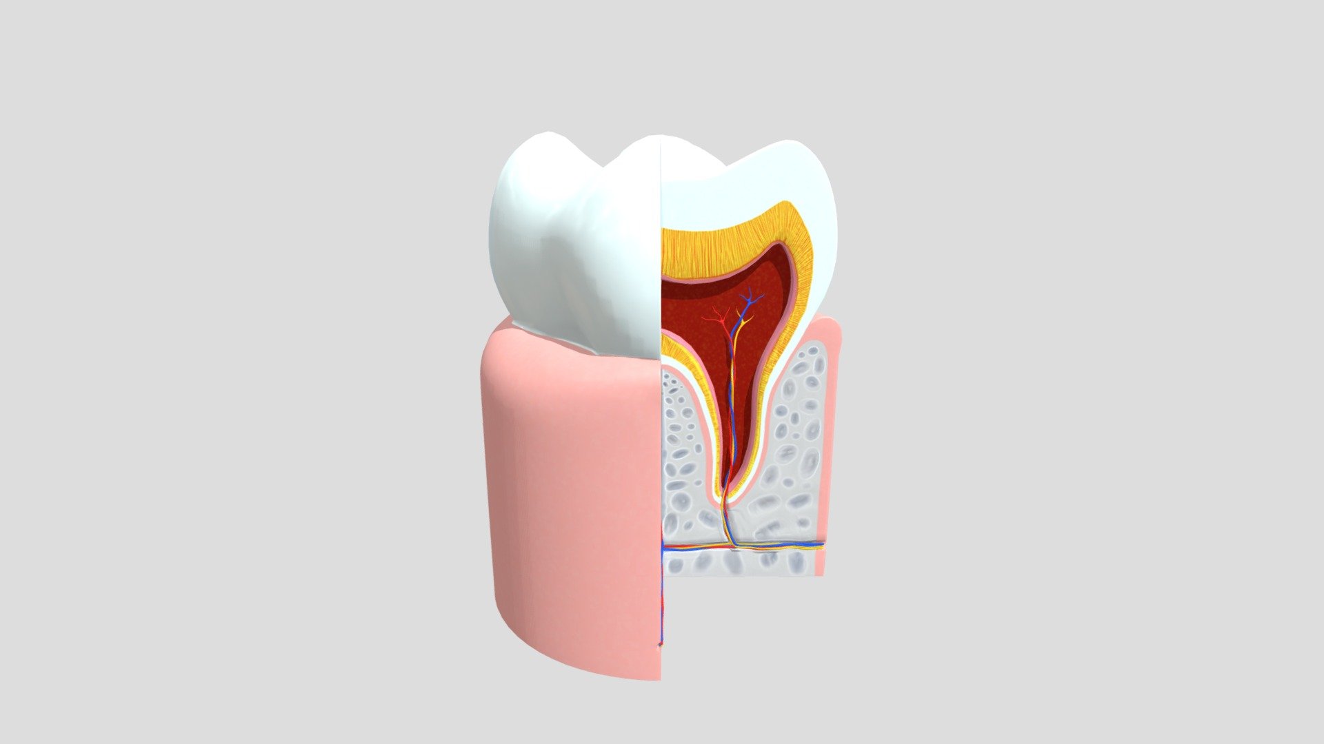 Struktur Gigi Manusia - 3D model by dina24 [1db03bc] - Sketchfab