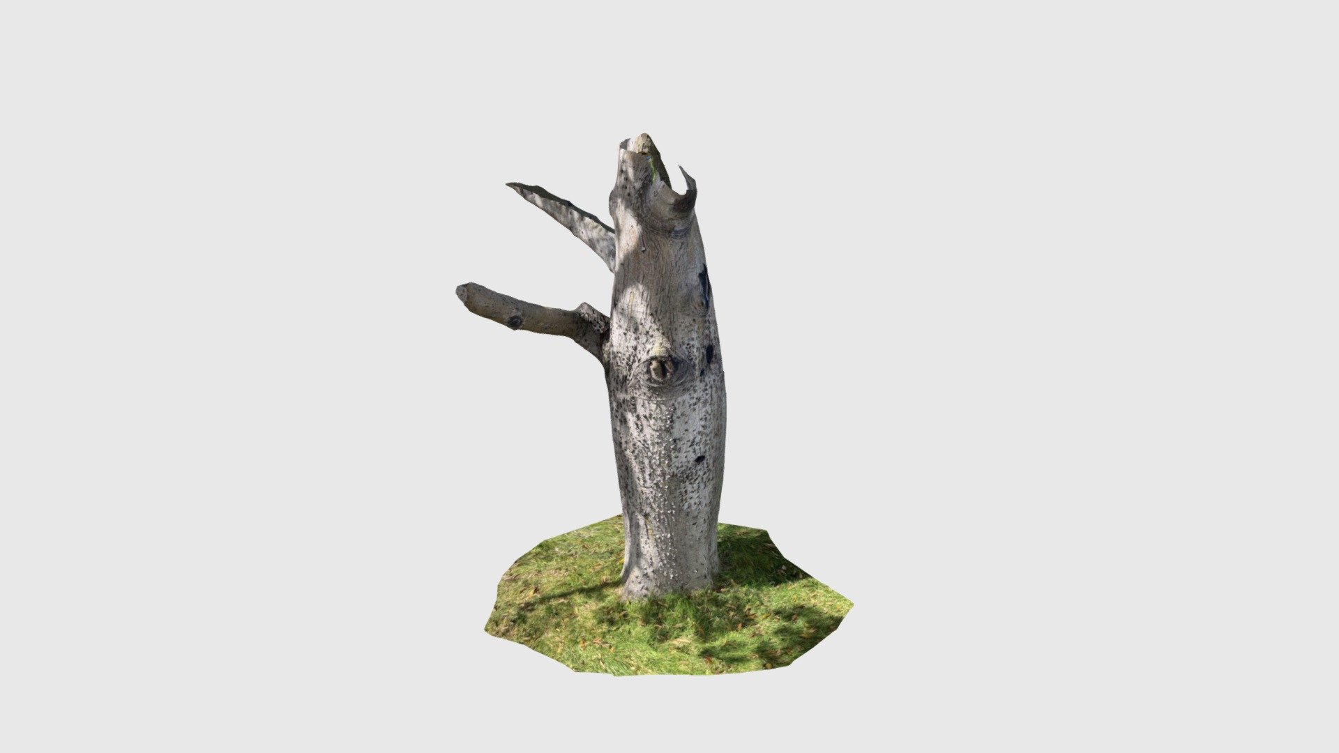 Ceiba o Pochote - Download Free 3D model by grimaldi.yara [1db632b ...