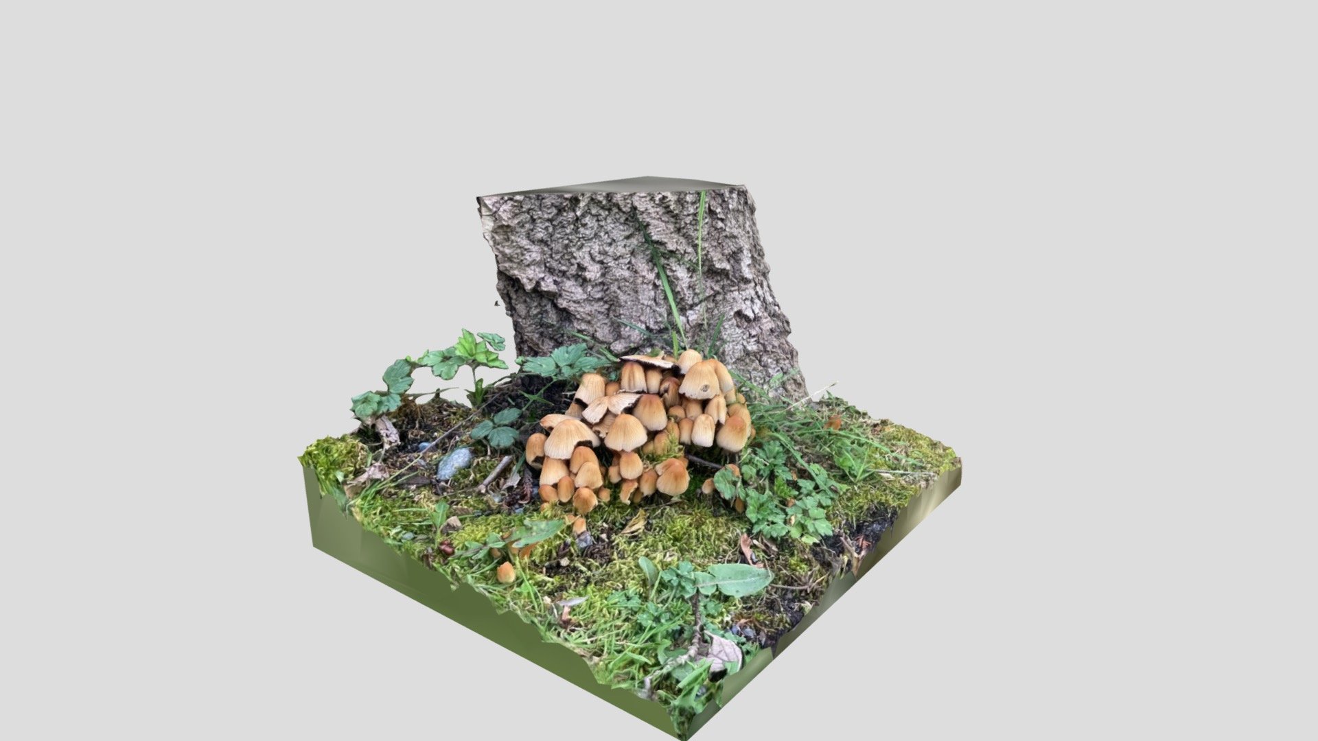 Mushrooms - Download Free 3D model by M Parkinson (@chimaera_studio ...