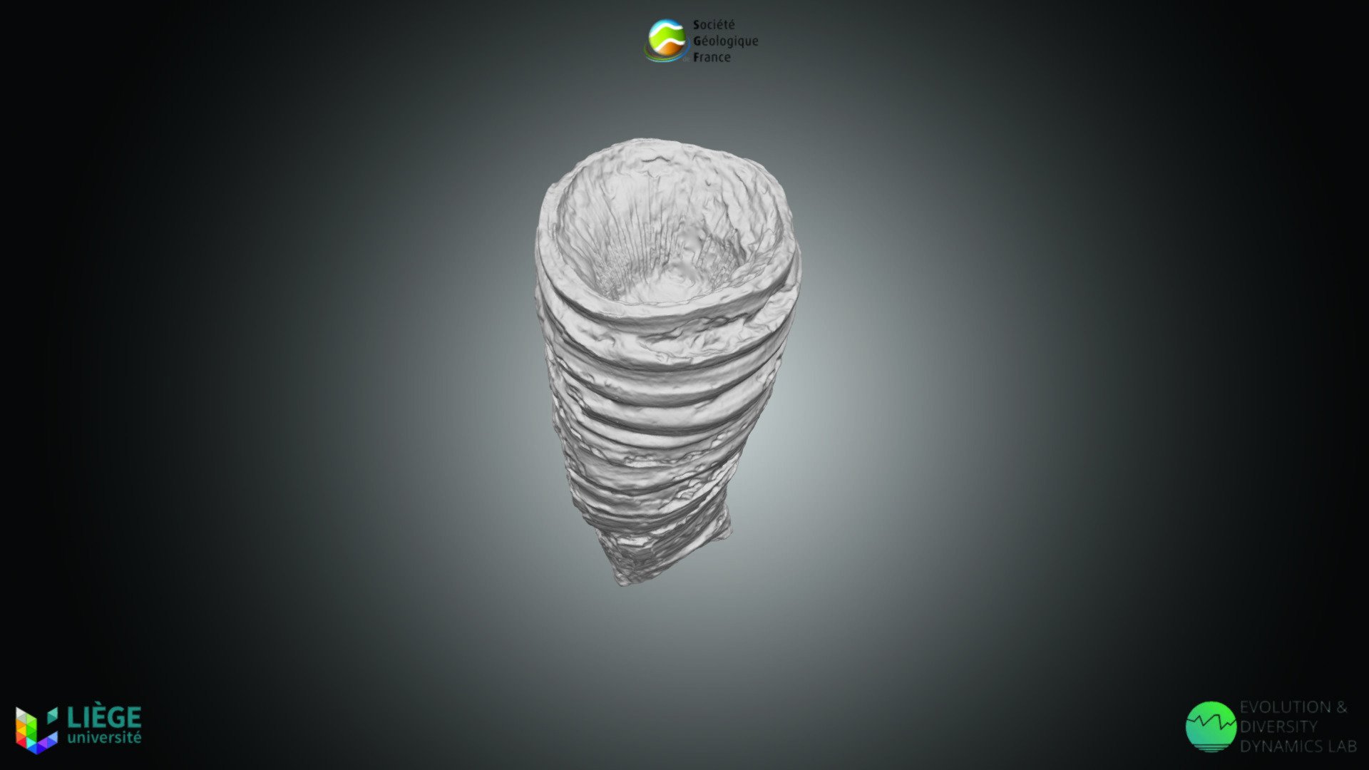Cnidaire - Siphonophyllia cylindrica - Download Free 3D model by ...