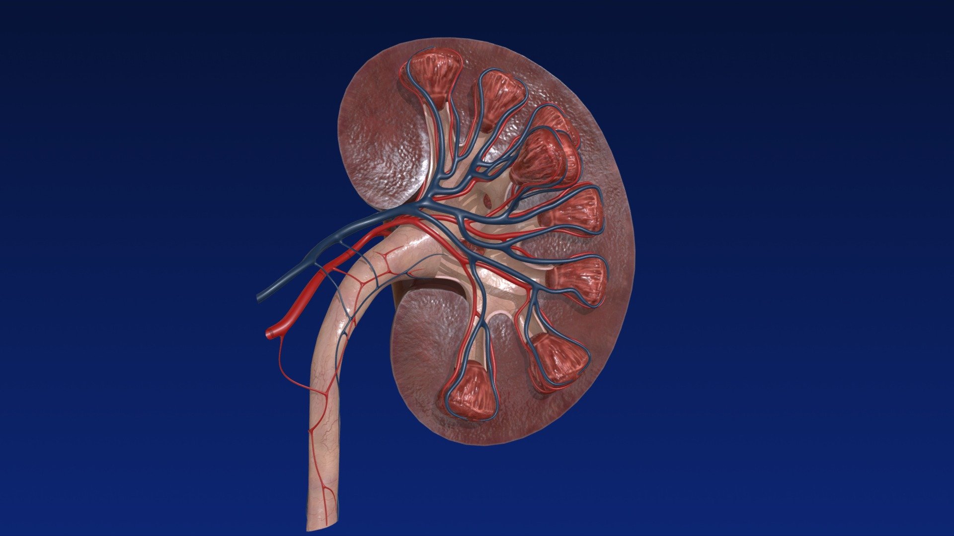Kidney_URO_voka - 3D model by VOKA 3D Anatomy & Pathology (@VOKA ...