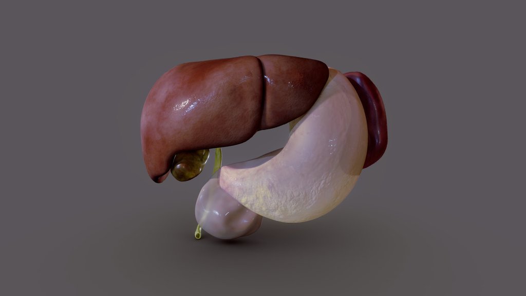 Anatomy - A 3D model collection by Cyan (@cyannarra) - Sketchfab