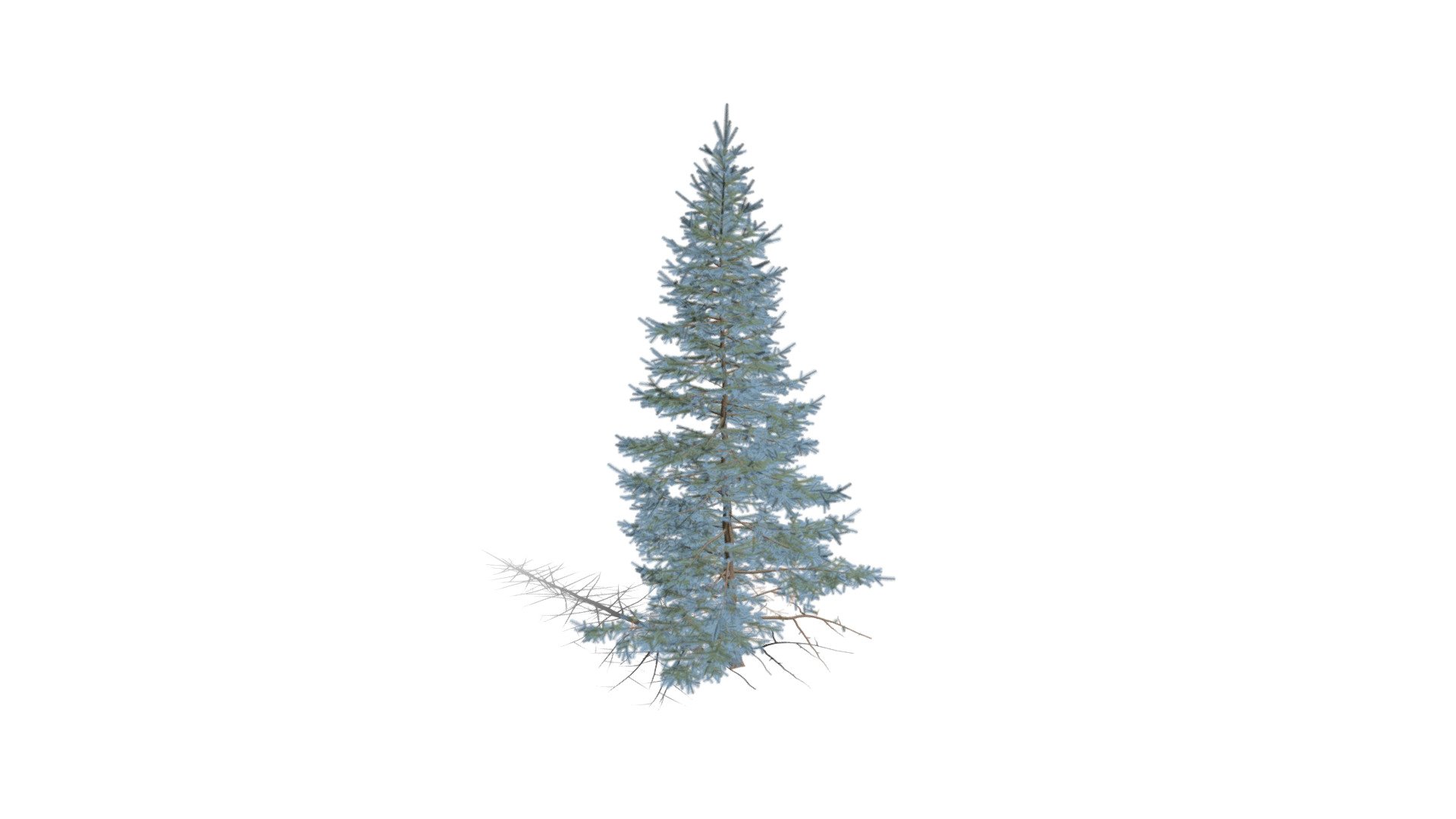 Realistic HD Colorado Blue spruce (17/43) - Download Free 3D model by ...