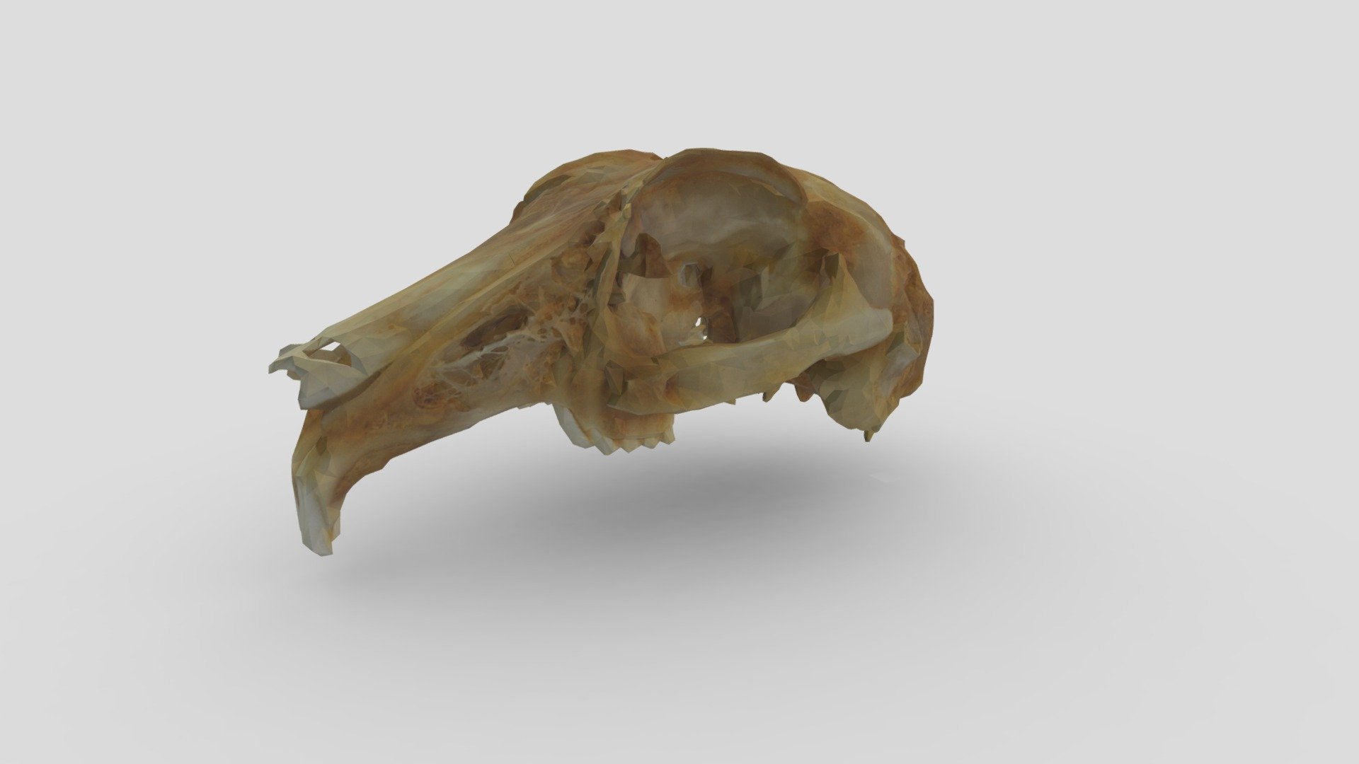Rabbit (Oryctolagus cuniculus) Skull - Download Free 3D model by ...