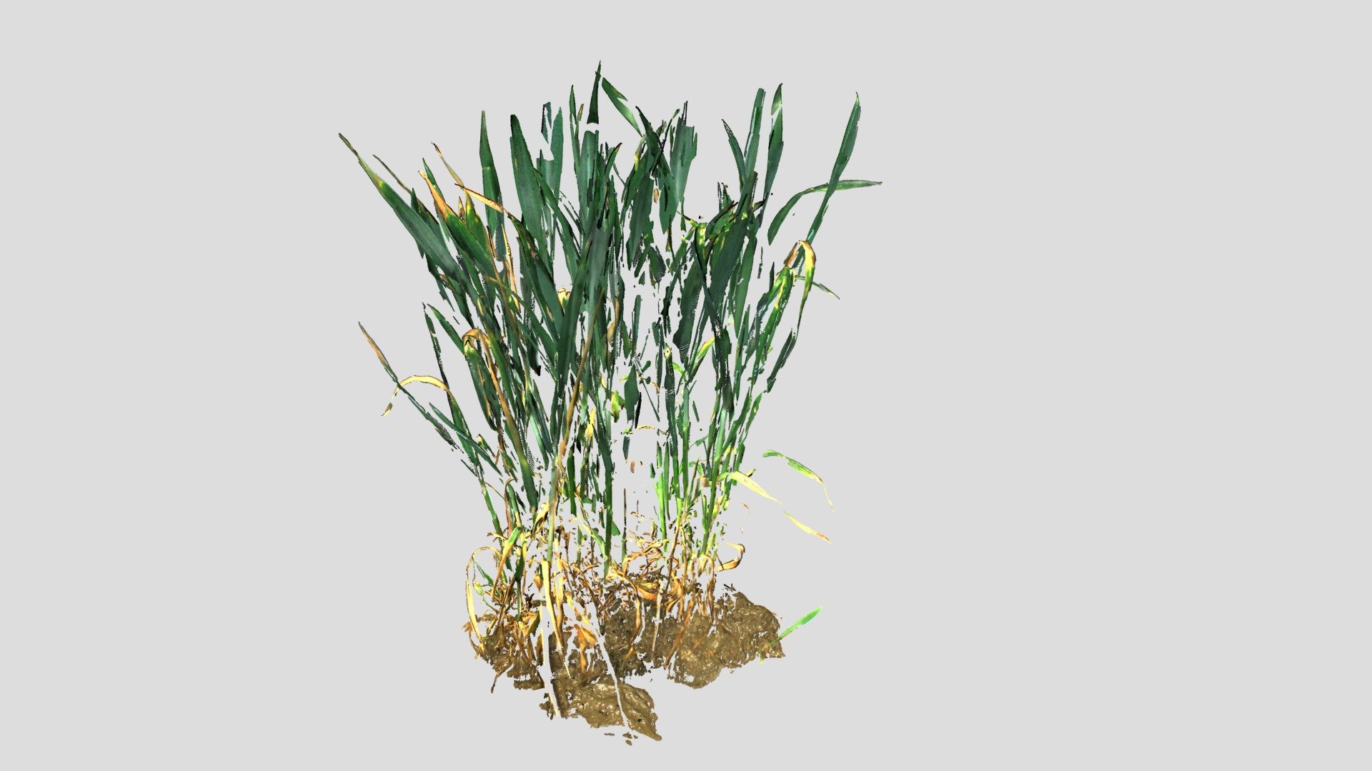 Wheat Field | 3D & RGB | Field Phenotyping - 3D model by Phenospex ...