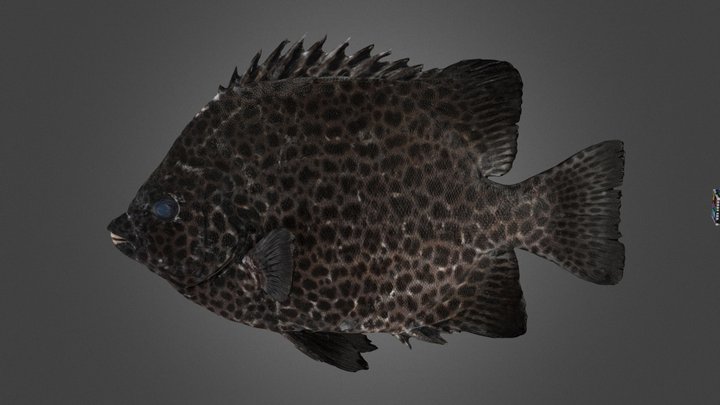 Beakfish 3D models - Sketchfab