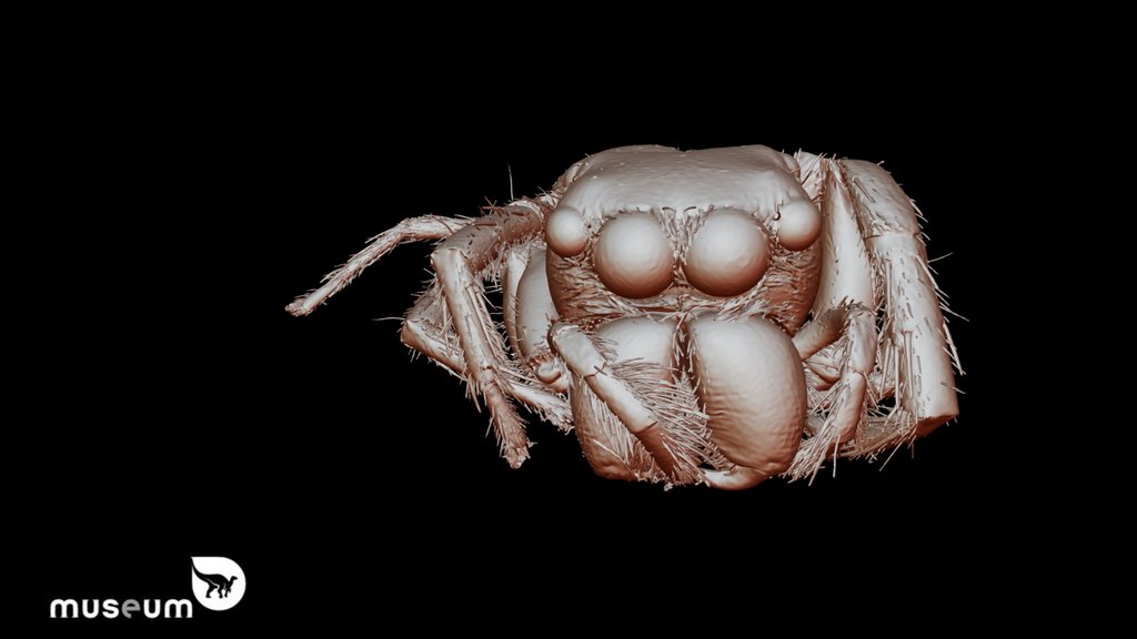 Entomology + Aranea - A 3D model collection by Royal Belgian Institute ...