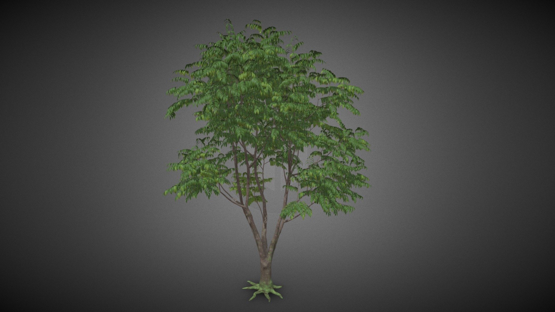 Tree plant shrub - Buy Royalty Free 3D model by misitewang [1deabf4 ...