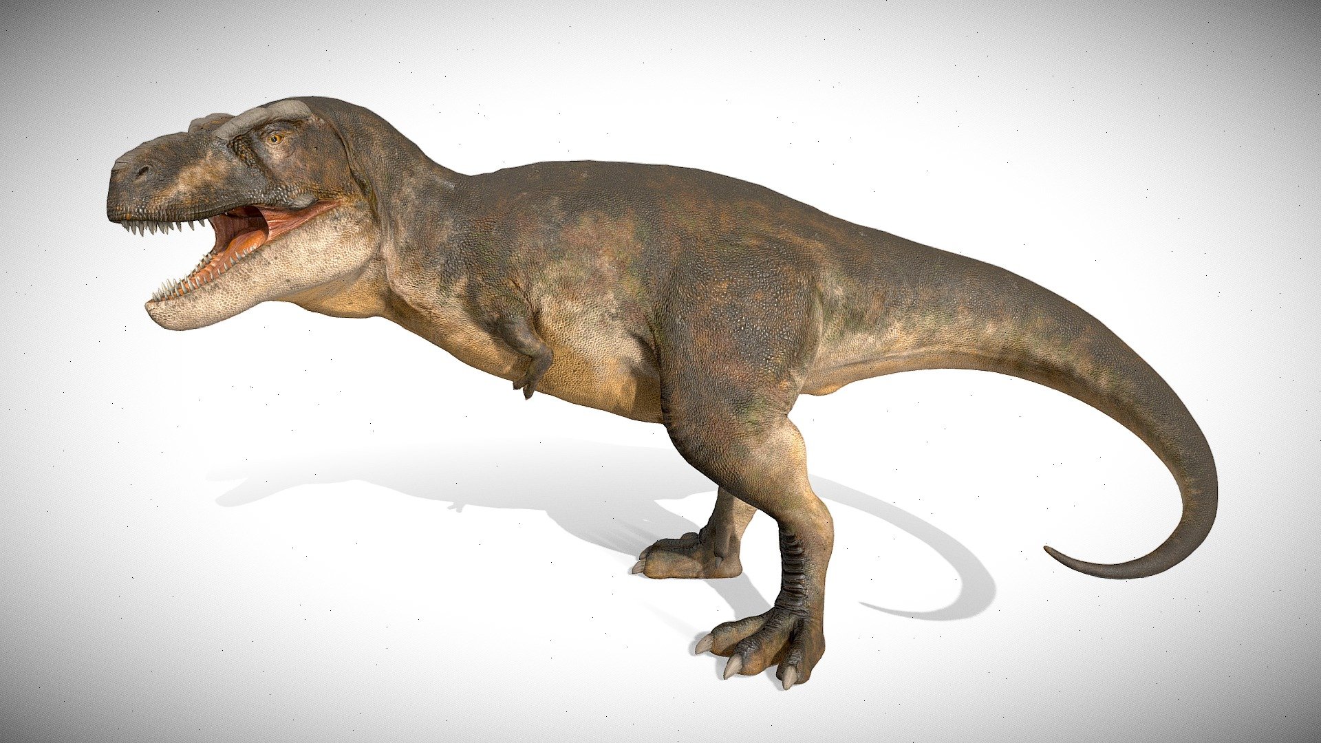 Tyrannosaurus rex Rig - 3D model by Bill Nguyen (@bill_nguyen) [1debd26 ...