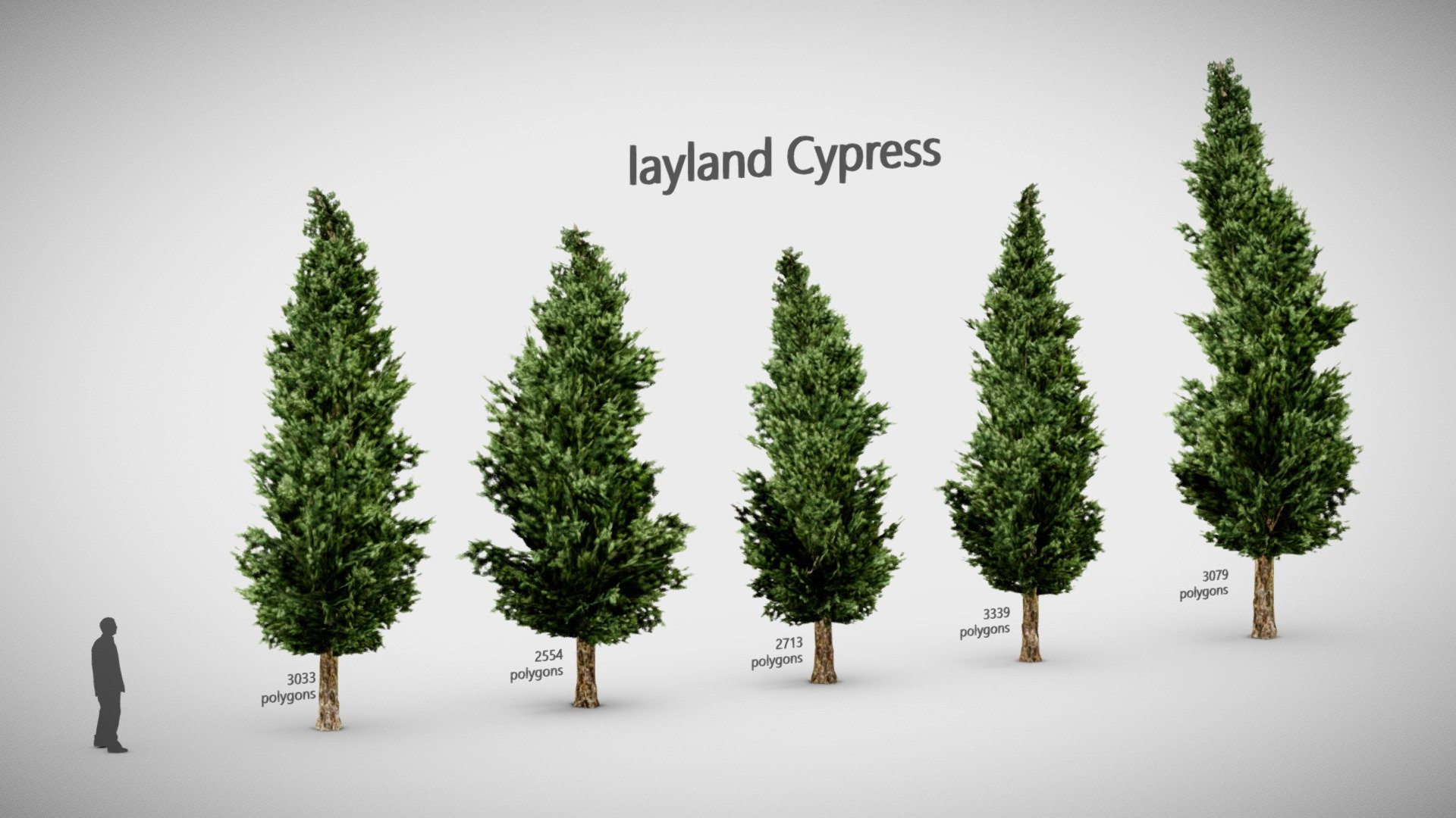 Layland Cypress low poly - Buy Royalty Free 3D model by UJJWAL CHAUHAN ...