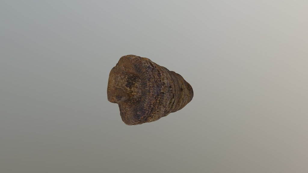 Práctico 4 - Varios Metazoarios Paleozoico - A 3D model collection by ...