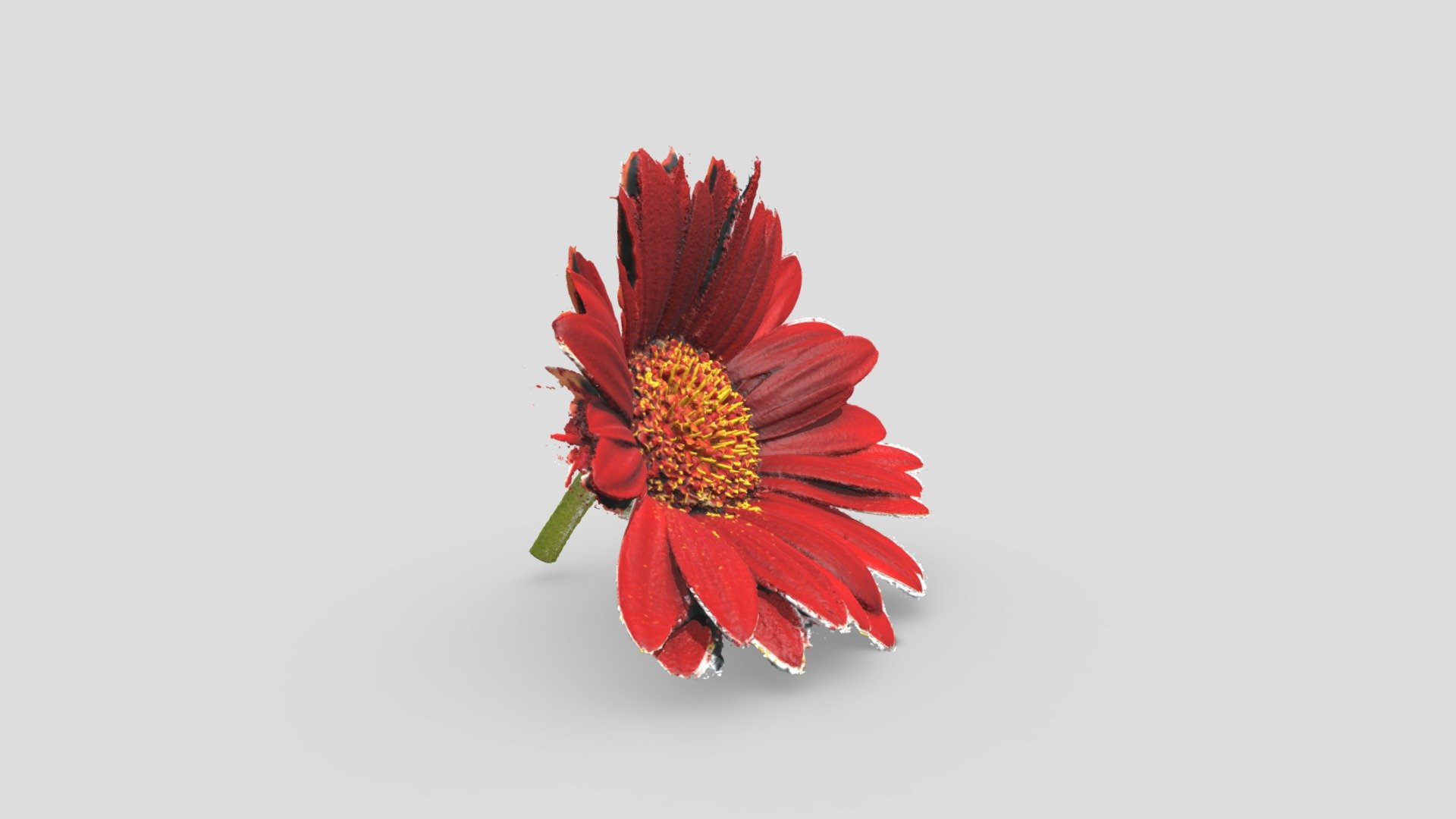 Red Flower(3d Scan) - Download Free 3D model by tanophotogrammetry [1df3333] - Sketchfab