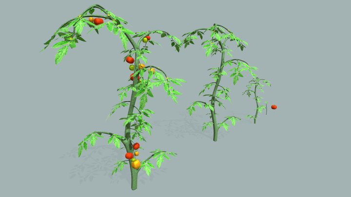 Tomato-plant 3D models - Sketchfab