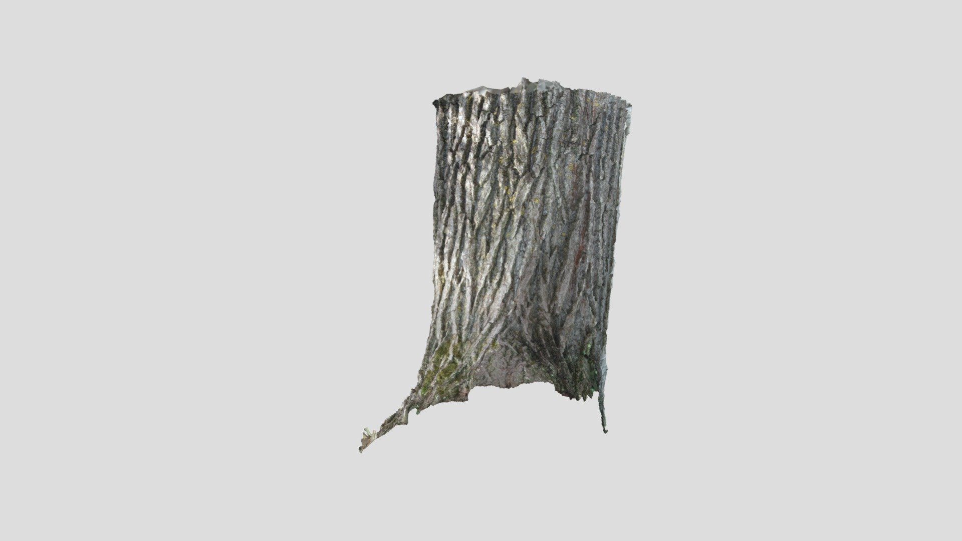 Tree trunk side scan - Download Free 3D model by csiguszfoxoup [1df6f87 ...
