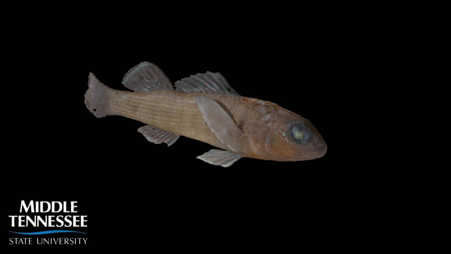 Bluebreast Darter - Nothonothus camurus - Download Free 3D model by ...