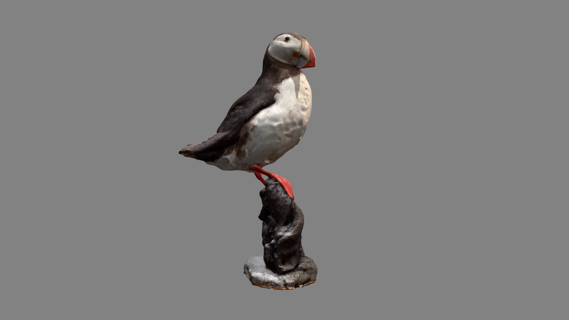 Lundi - Puffin (McPuffin) - 3D model by netflugur [1e01585] - Sketchfab