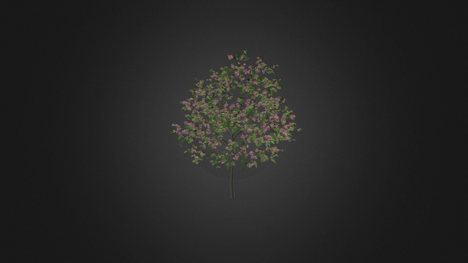 Plum Tree with Flowers 3D Model 3.2m - Buy Royalty Free 3D model by ...