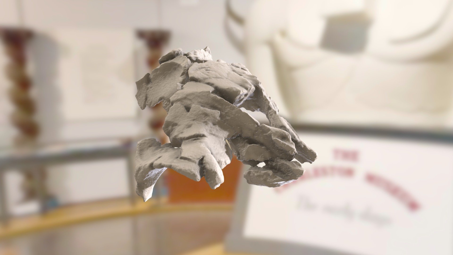 ChM PV4990 - Albertocetus Skull - 3D model by The Charleston Museum ...