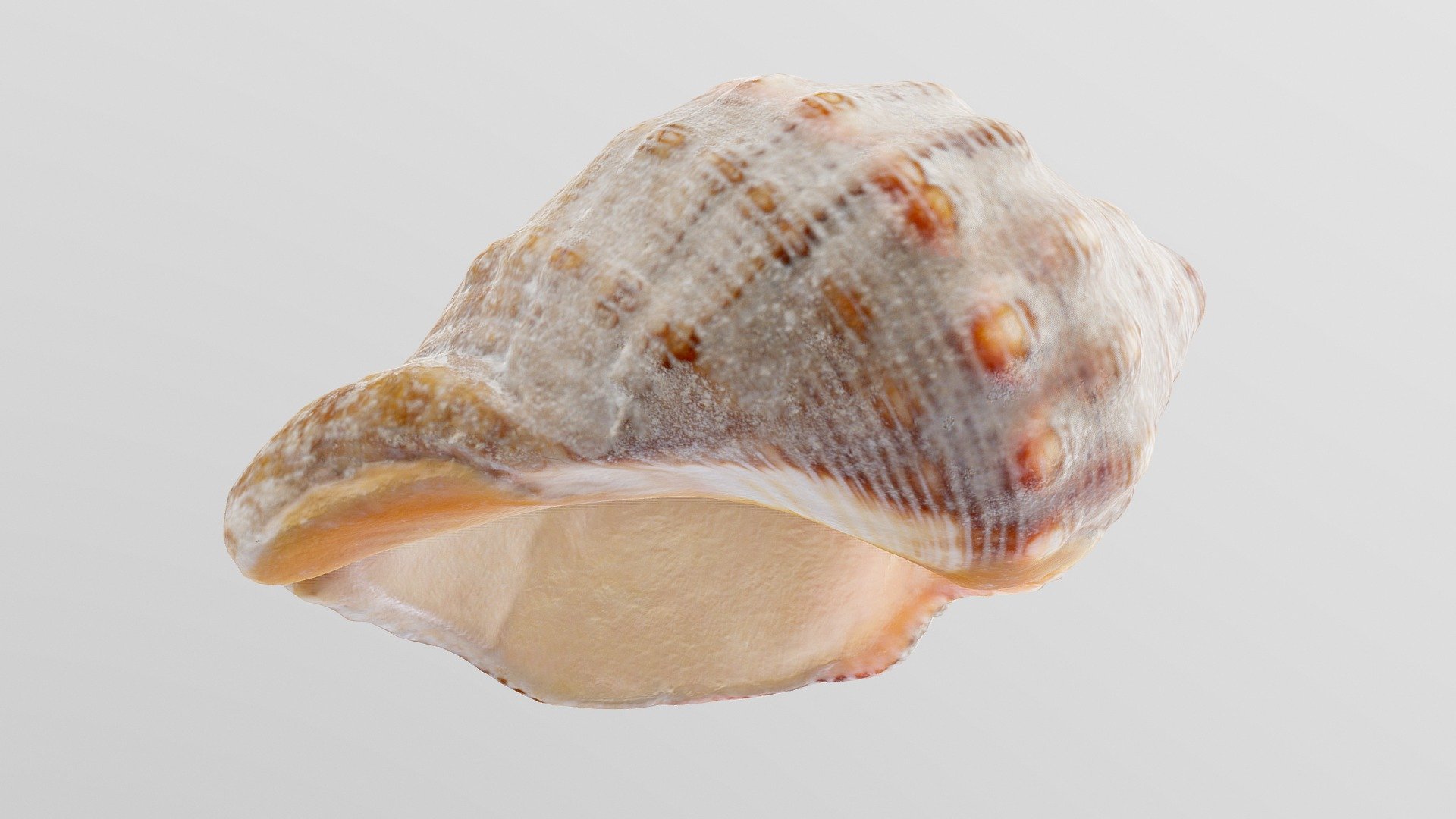 Red Mouthed Rock Shell - Buy Royalty Free 3D model by Drakery [1e107da ...