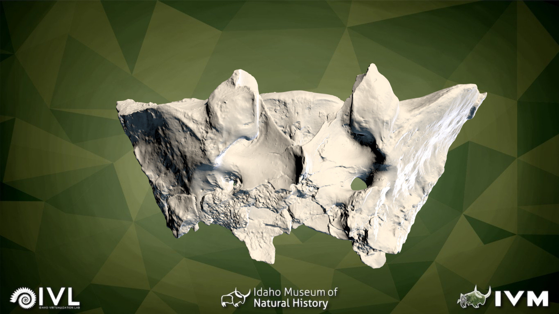 IMNH-48001-26594-L-SACRUM FRAG - Download Free 3D model by Idaho ...