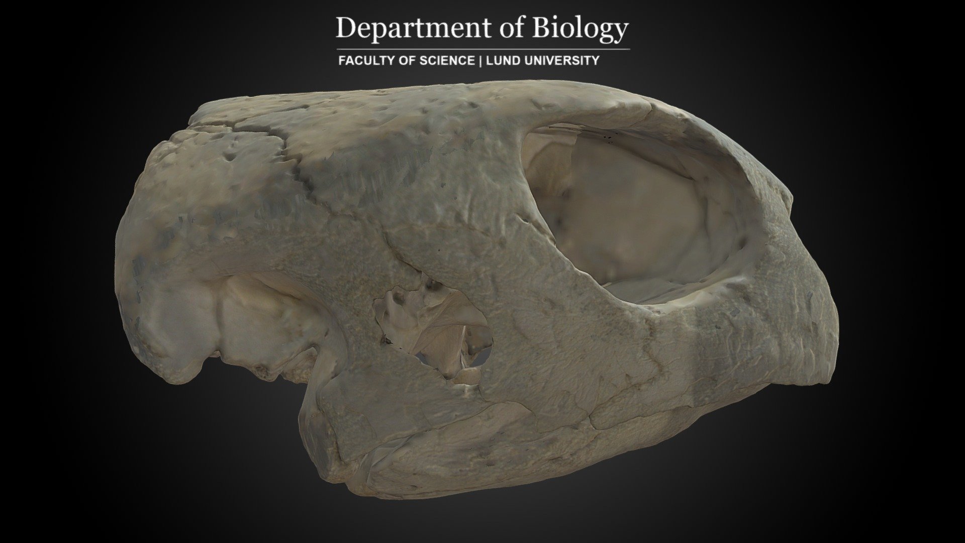 Sea Turtle Skull - 3D model by 3D Lab - Department of Biology - Lund ...