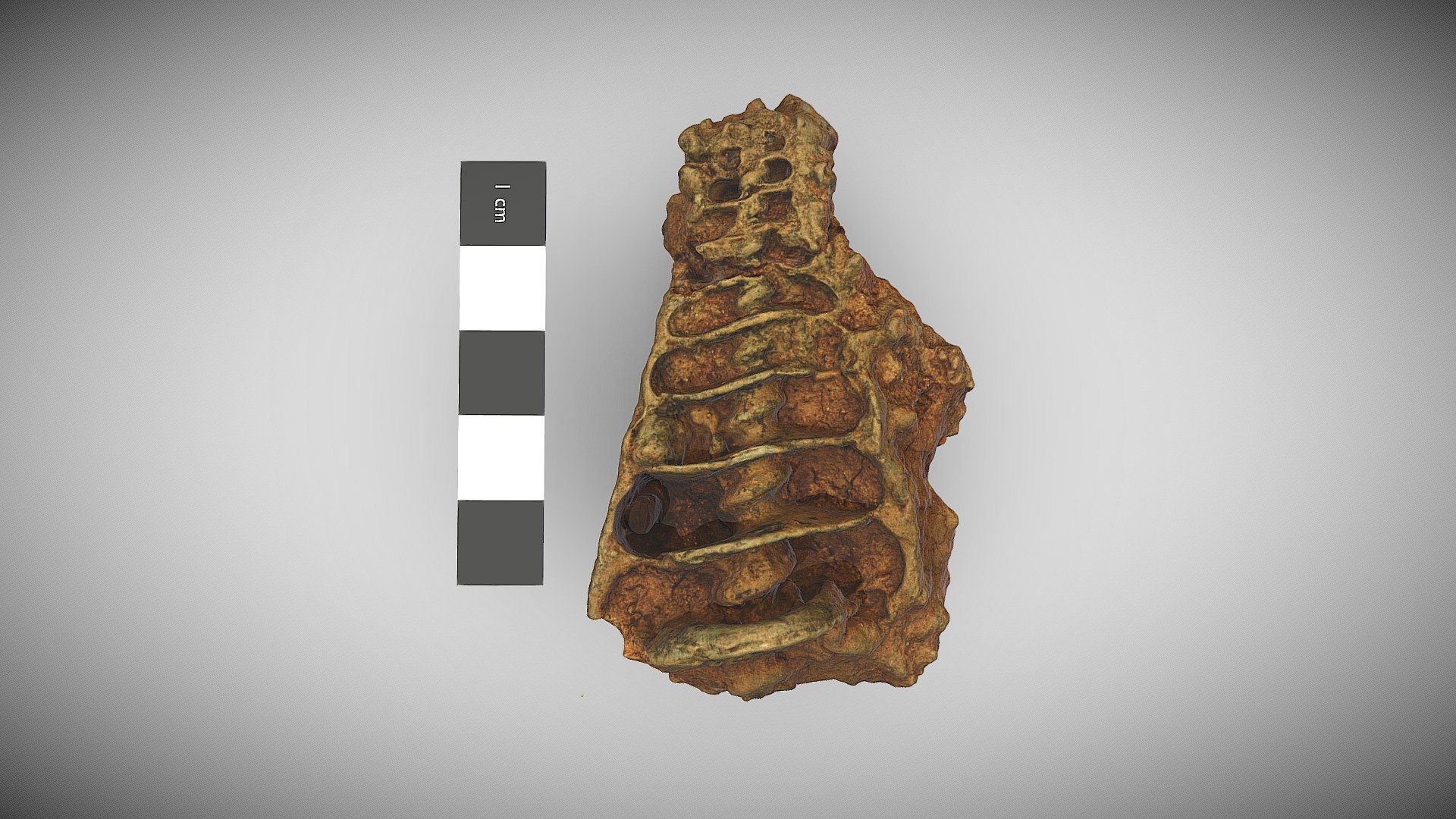 Telescope snail (Gastropod, Telescopium) - 3D model by UQ School of ...