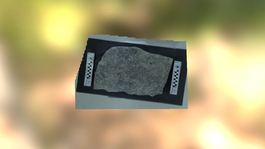 Paleozoic Fossil Hash Plate - 3D model by jarve [1e29849] - Sketchfab
