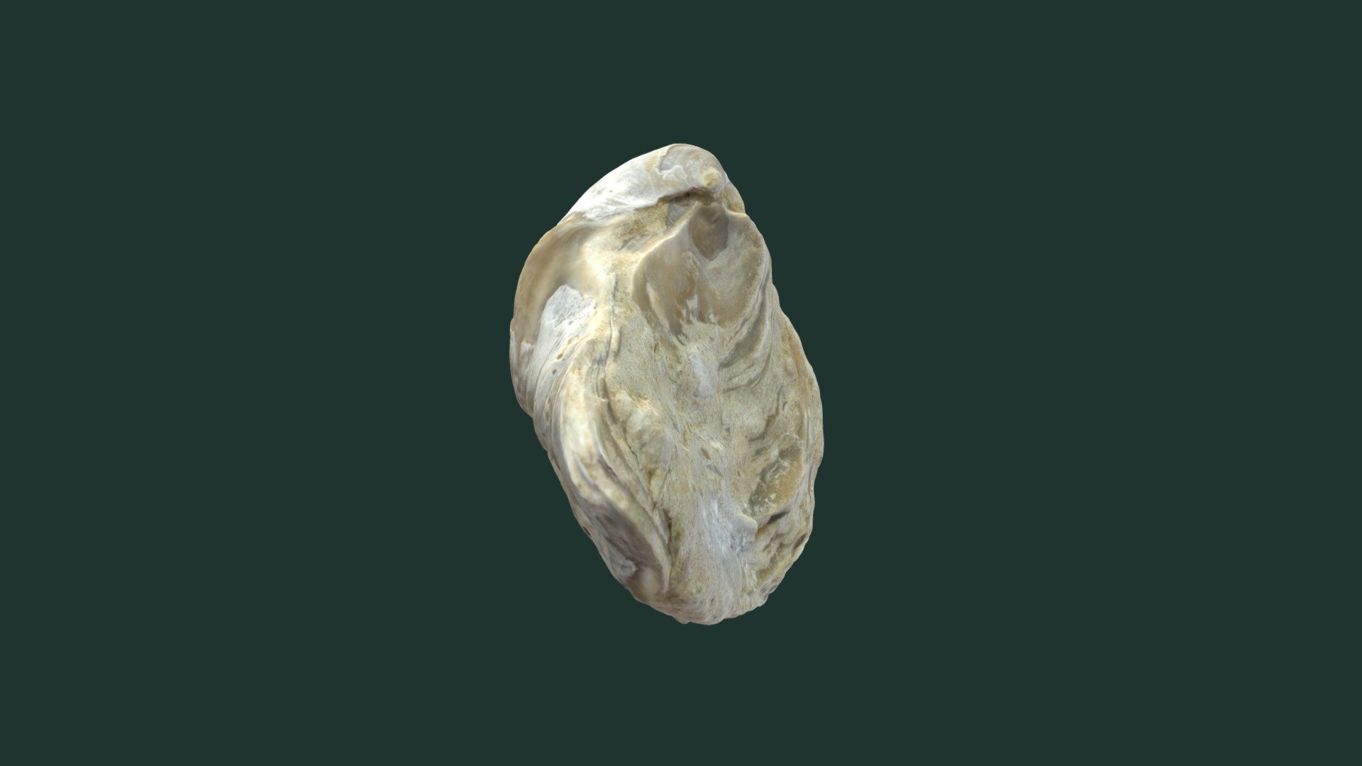 Pycnodonte mutabilis - Buy Royalty Free 3D model by Shellie Luallin ...