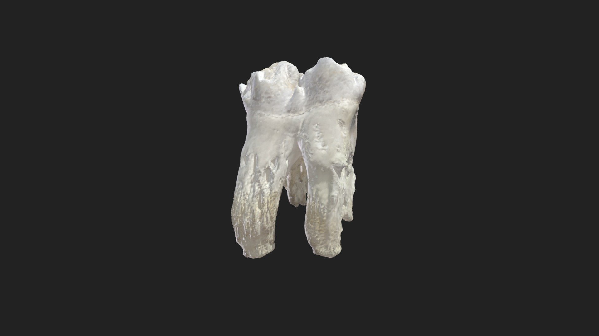 5th cheek tooth (1st molar) pig (upper jaw) - 3D model by vetanatMunich ...