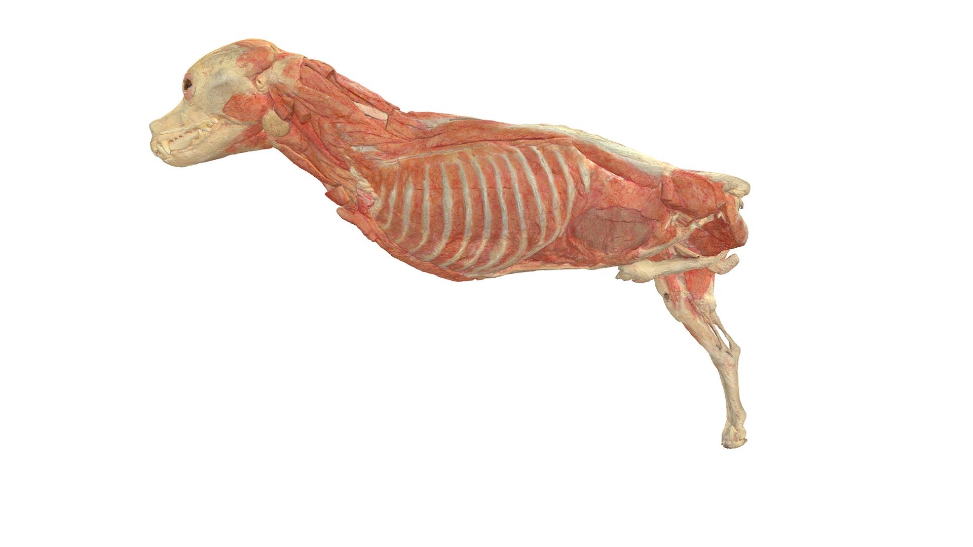 Dog, Muscles, Trunk, deep layers (Plastinate 3) - 3D model by Vetanat ...