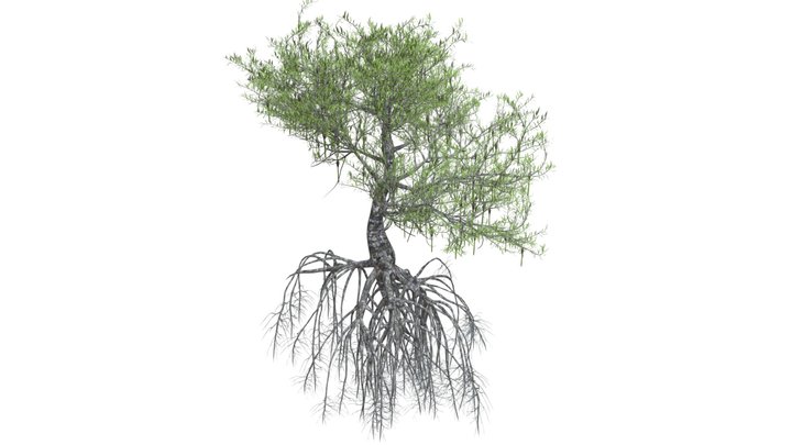 Mangrove 3D models - Sketchfab