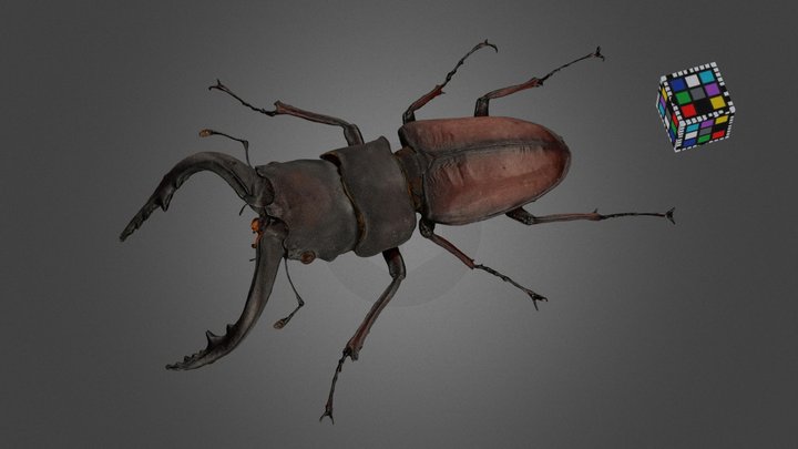 Coleoptera 3D models - Sketchfab