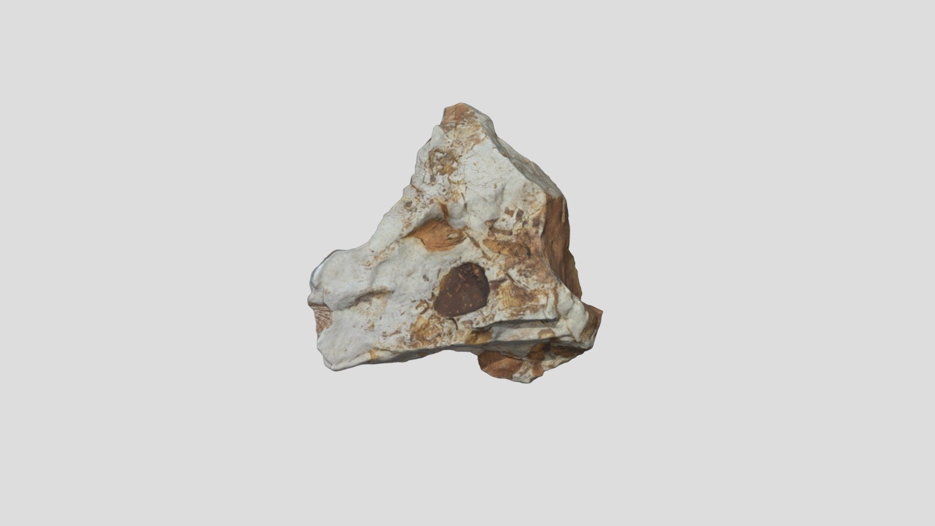 Bivalve (H17) - 3D model by Hong Kong Science Museum (@hkscm) [1e424a5 ...