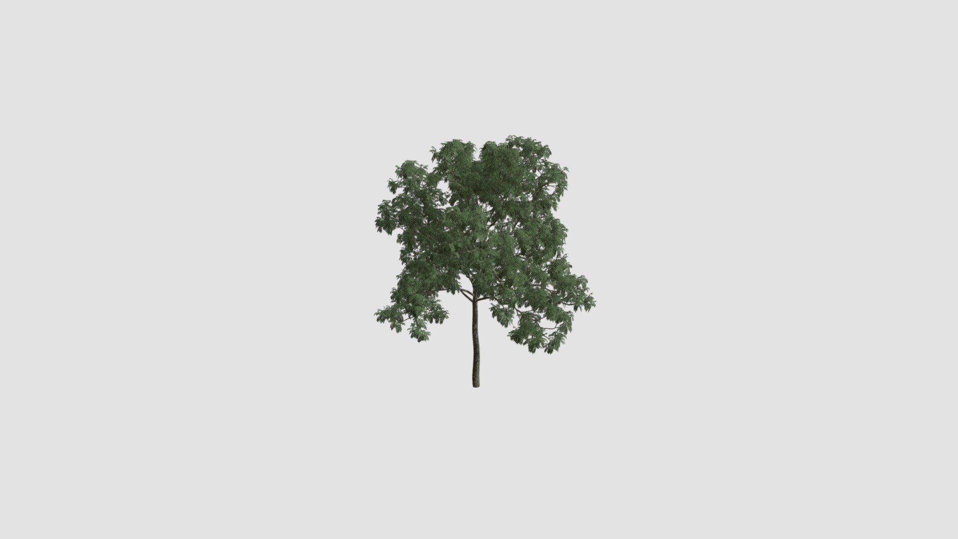 Tree - Buy Royalty Free 3D model by Evermotion [1e44163] - Sketchfab Store