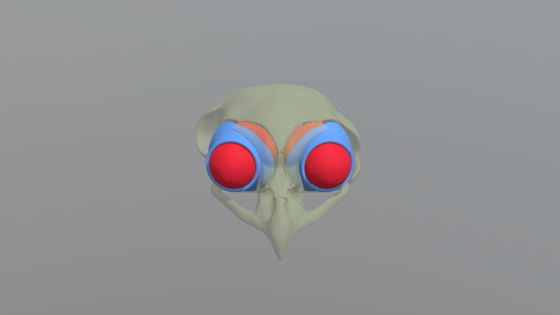 Owl Skull Demo - with Eyes and Scleratic Rings - 3D model by Blue ...