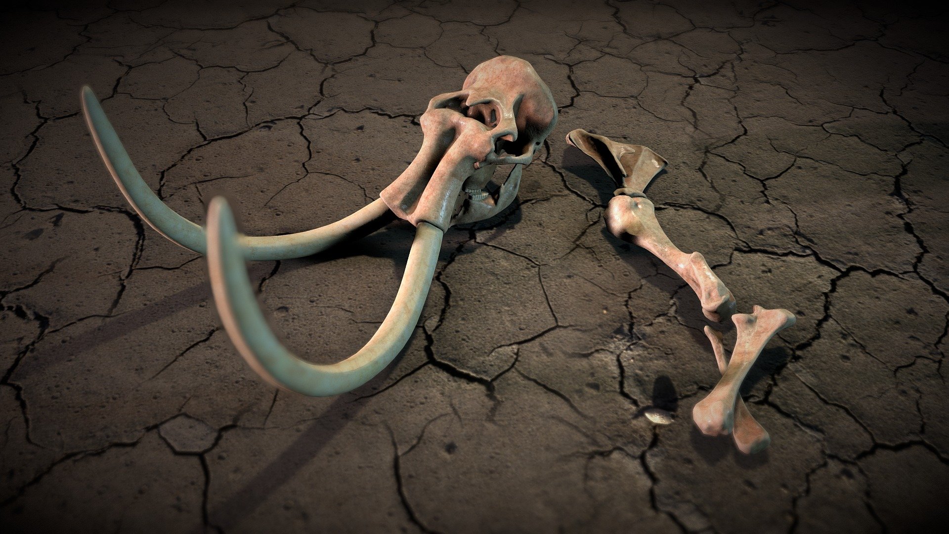 Steppe_mammoth_skull - 3D model by Drimtry [1e4f8a1] - Sketchfab