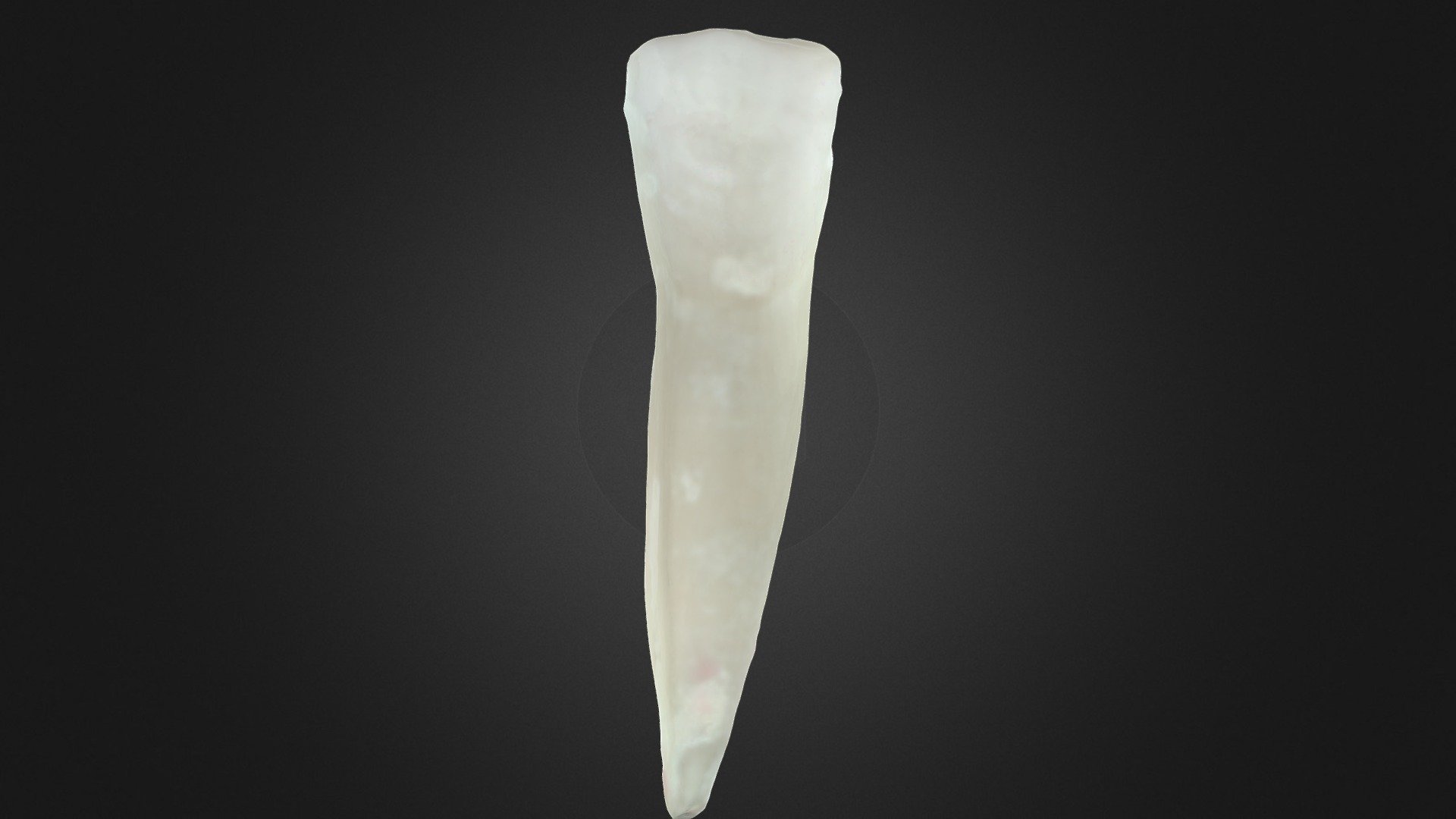Dente 42 - Lower Right Lateral Incisor (ID 42a) - Download Free 3D ...