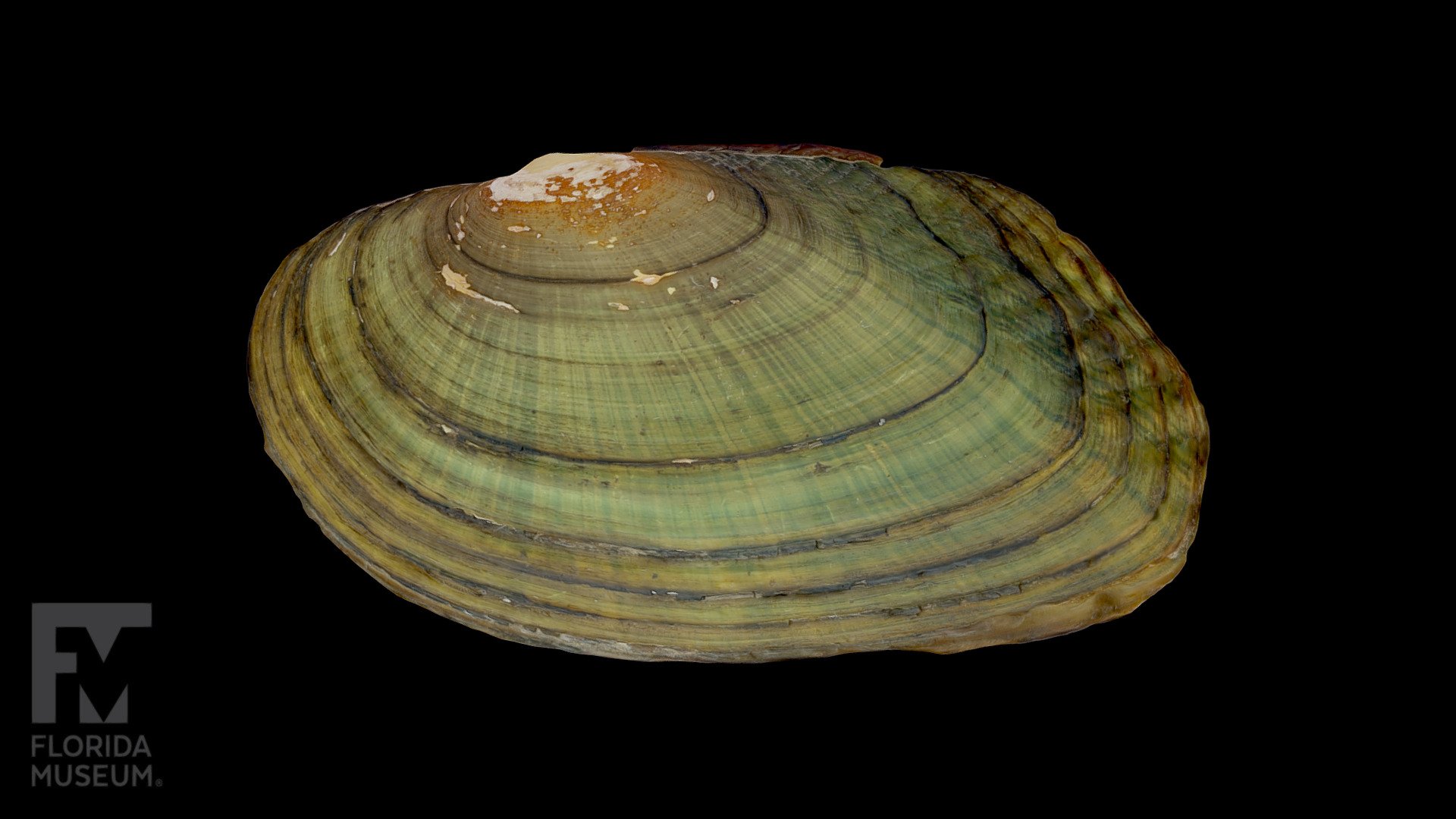 Flutedshell - Freshwater Mussel - 3D model by FloridaMuseum [1e58470 ...