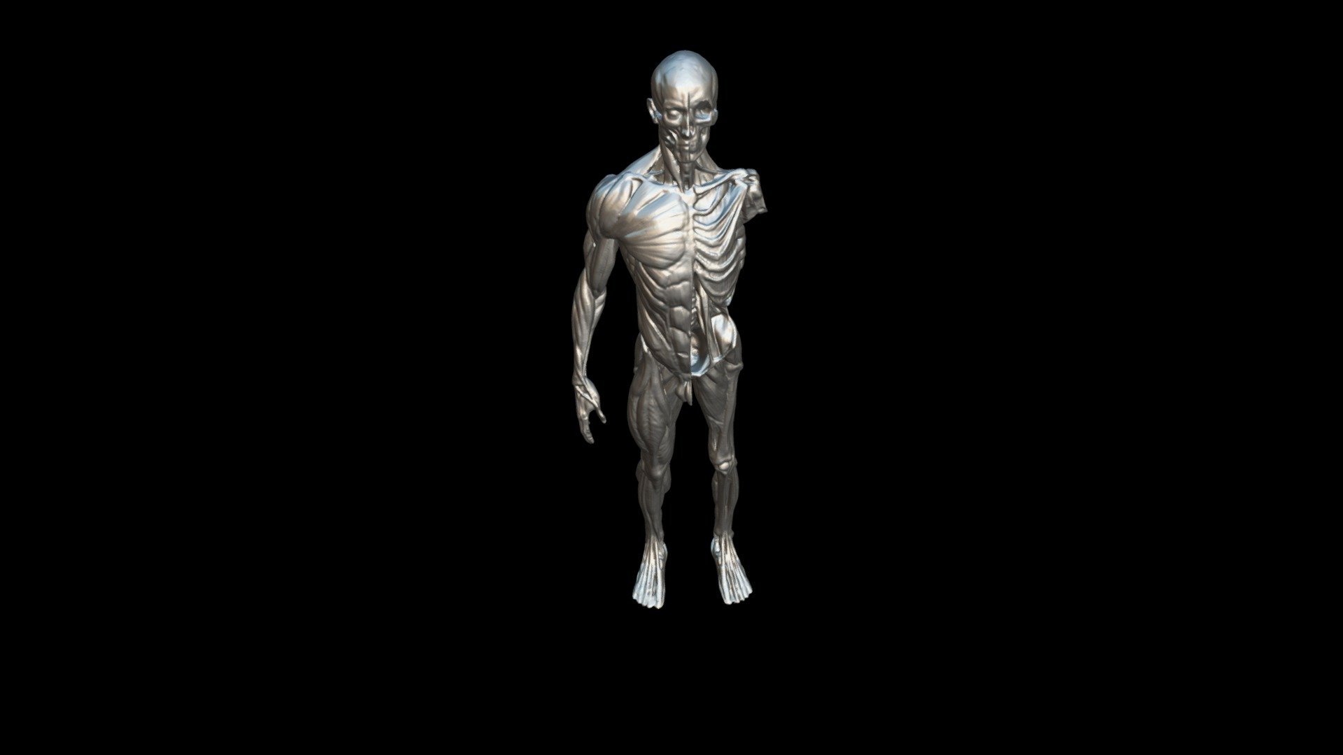 Anatomical-model - Download Free 3D model by Thunk3D 3D Scanner (@Lily ...