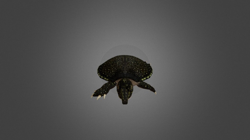 Softshell Turtle - 3D model by kwhsu [1e5f474] - Sketchfab
