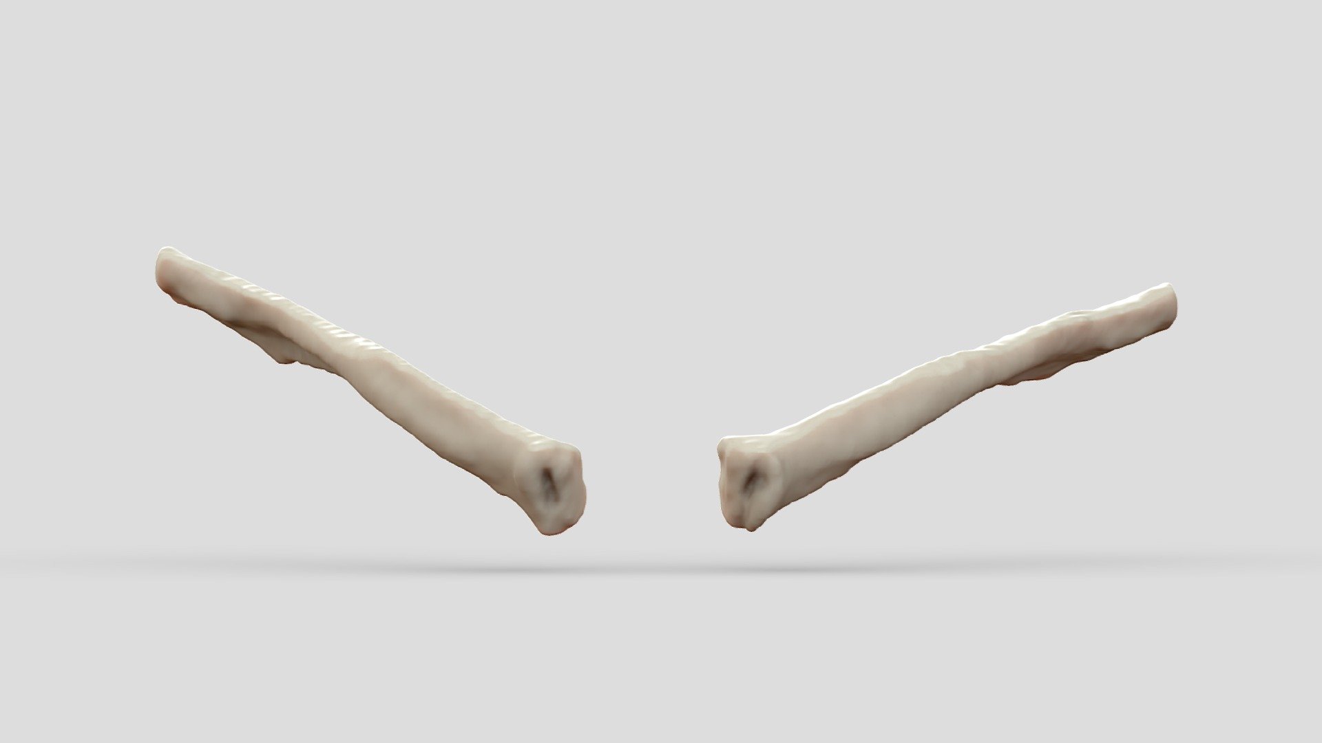 Left and Right Clavicles 18yo male - Download Free 3D model by Terrie ...