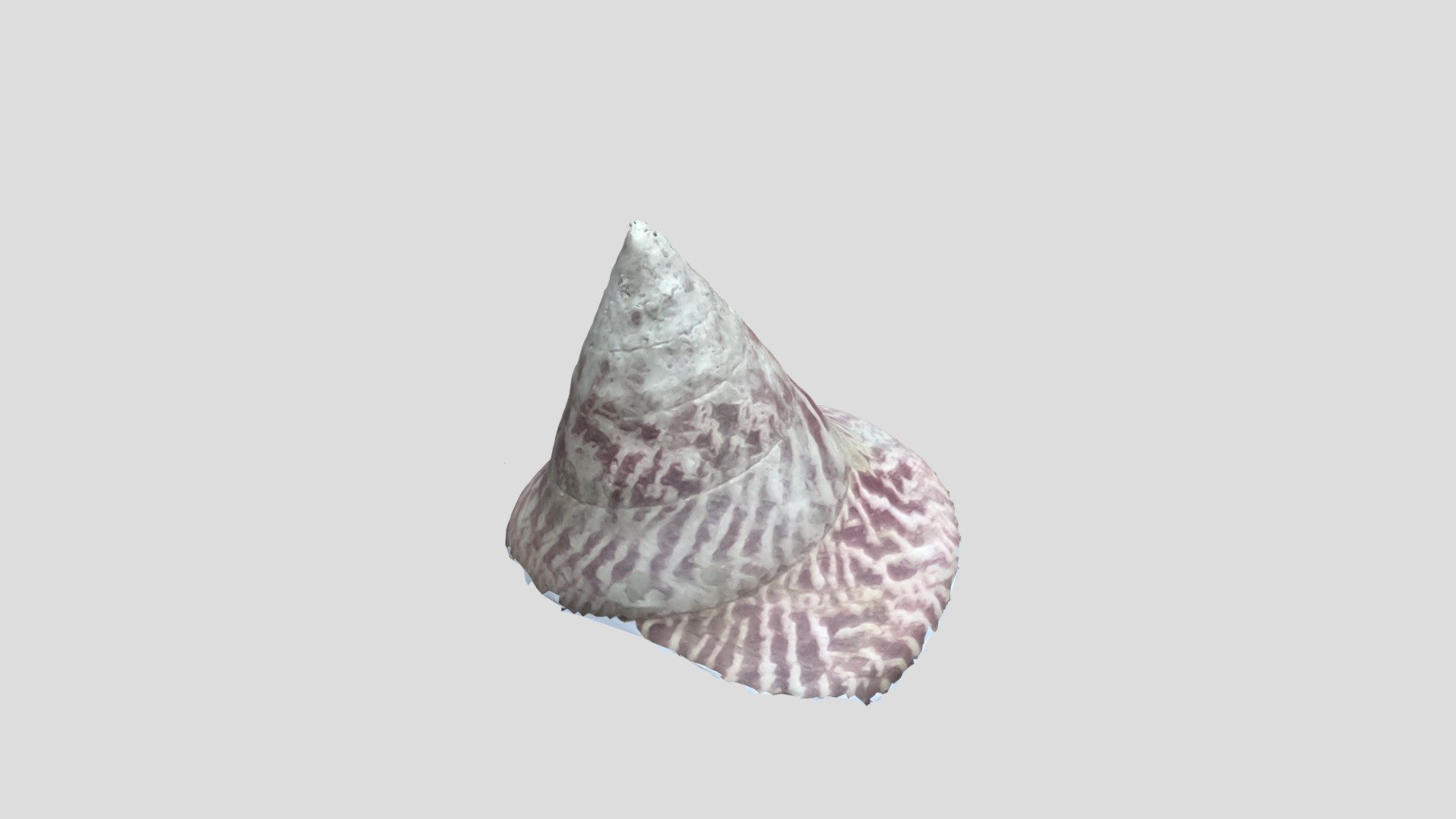 ShellModel1 - 3D model by matildemedum [1e6e0d9] - Sketchfab