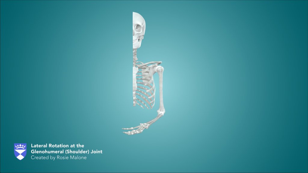 Upper Limb - A 3D model collection by UoB_Anatomy - Sketchfab