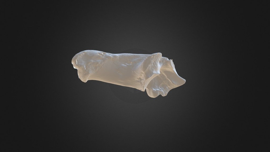 1310002 Calcaneus Right - 3D model by William_R_Adams_Zooarch_Lab ...
