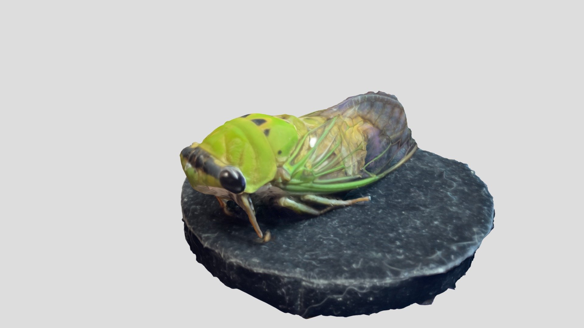 Cicada - Download Free 3D model by Jonathan Young (@sketchdoc) [1e7318a ...
