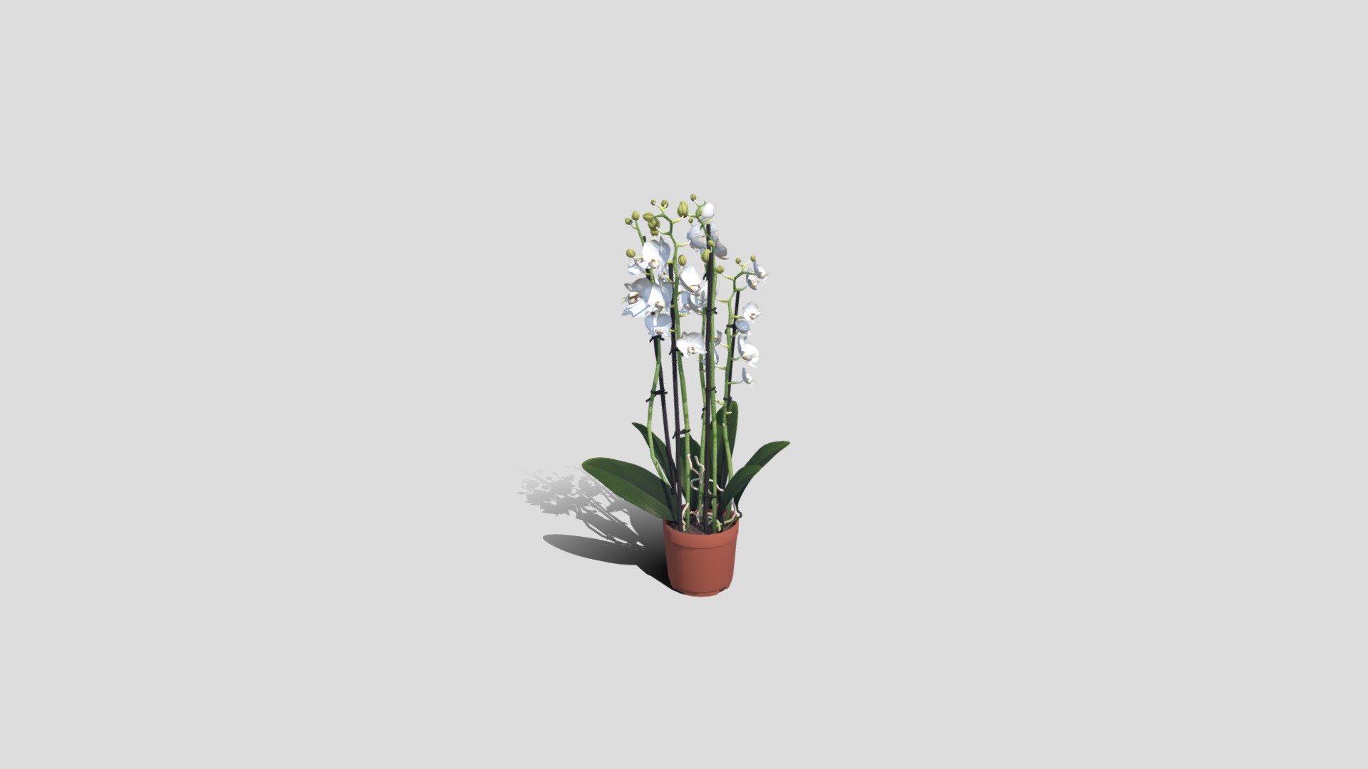 Orchid - 3D model by Christian Gnodtke (@christian.gnodtke) [1e741b3 ...