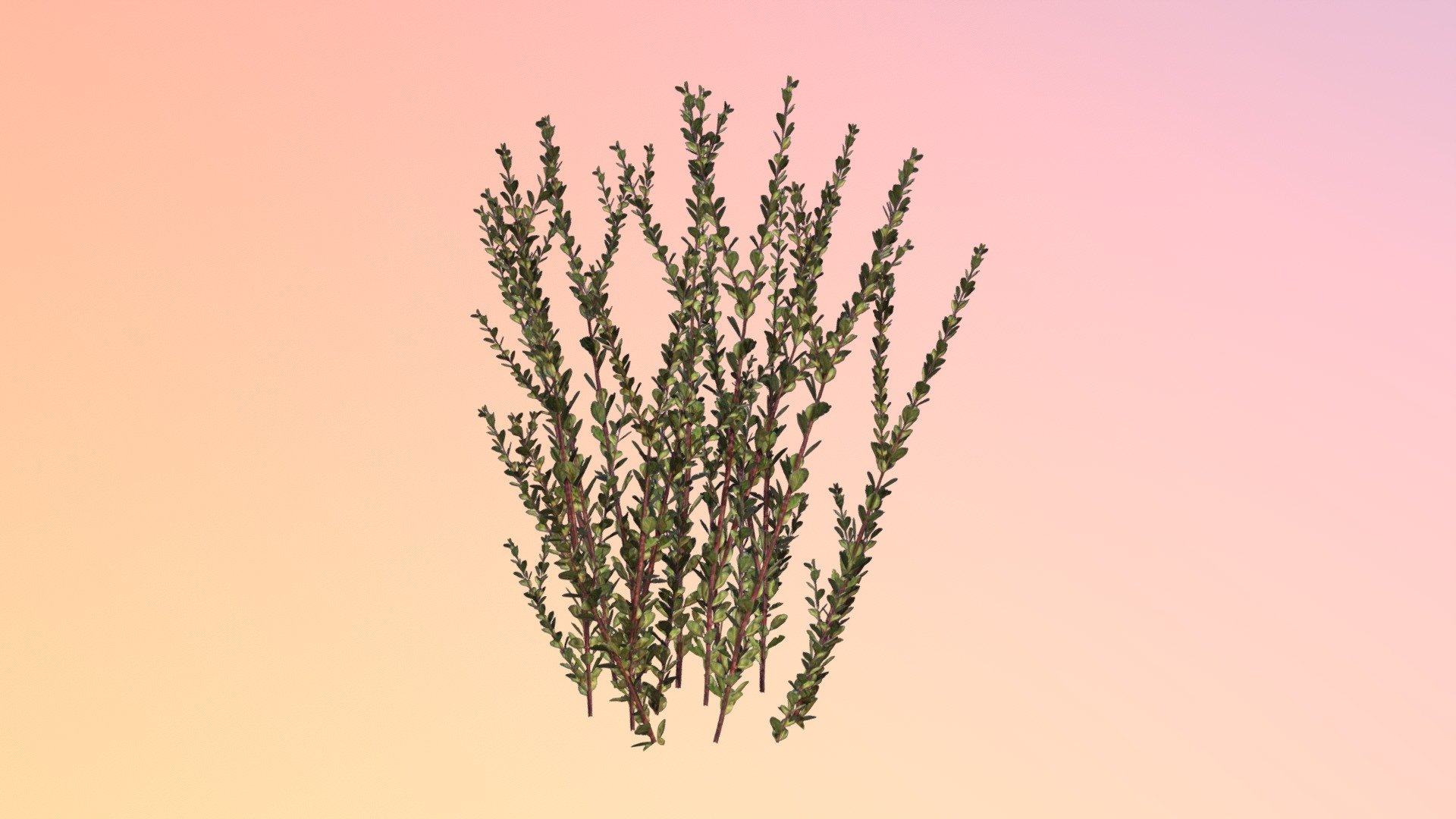 Fetterbush (Lyonia Lucida) - 3D model by Virtual UCF Arboretum ...