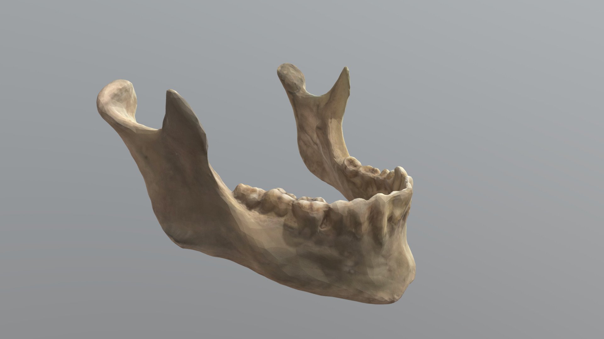 Os maxillaire inférieur humain - Download Free 3D model by Tavernier ...
