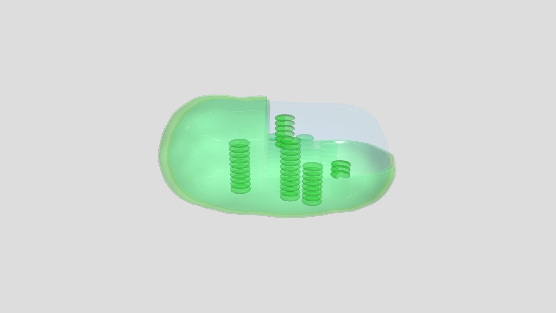 Chloroplast Biology Project - 3D model by 404708 [1e795d7] - Sketchfab